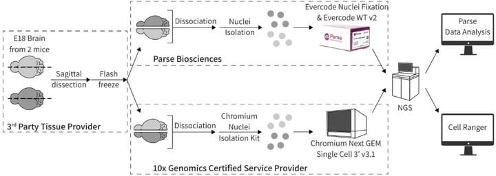 Comparison of Evercode WT v2 and Chromium Next GEM Single Cell 3' Kit v3.1 Comparison of Evercode WT v2 and Chromium Next GEM Single Cell 3' Kit v3.1